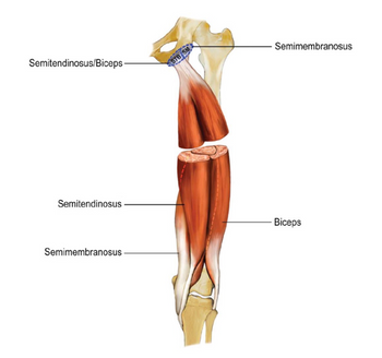 Hamstring Strains